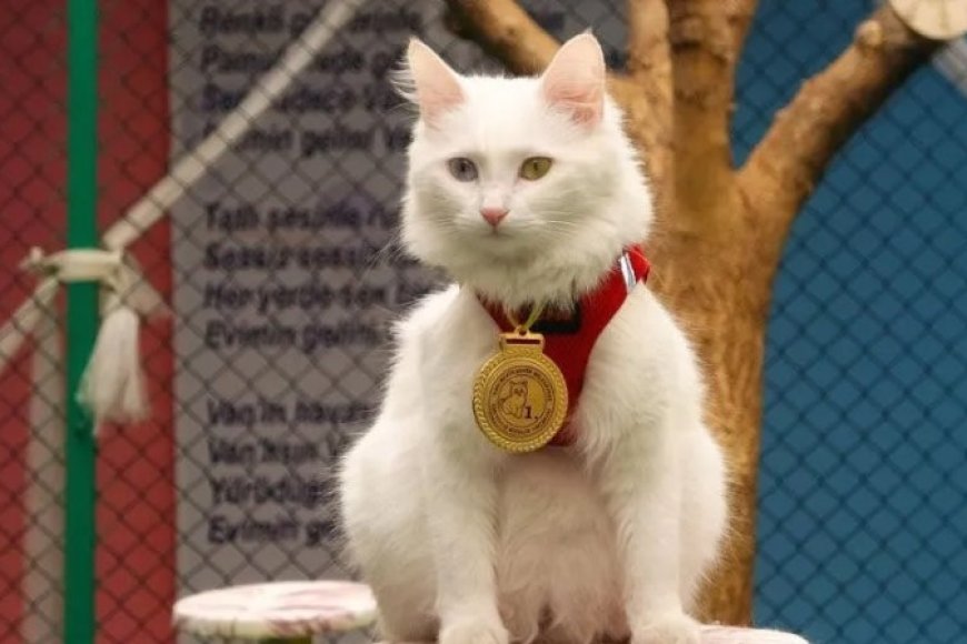 VAN KEDİSİ - KEDİ YAVRUSU